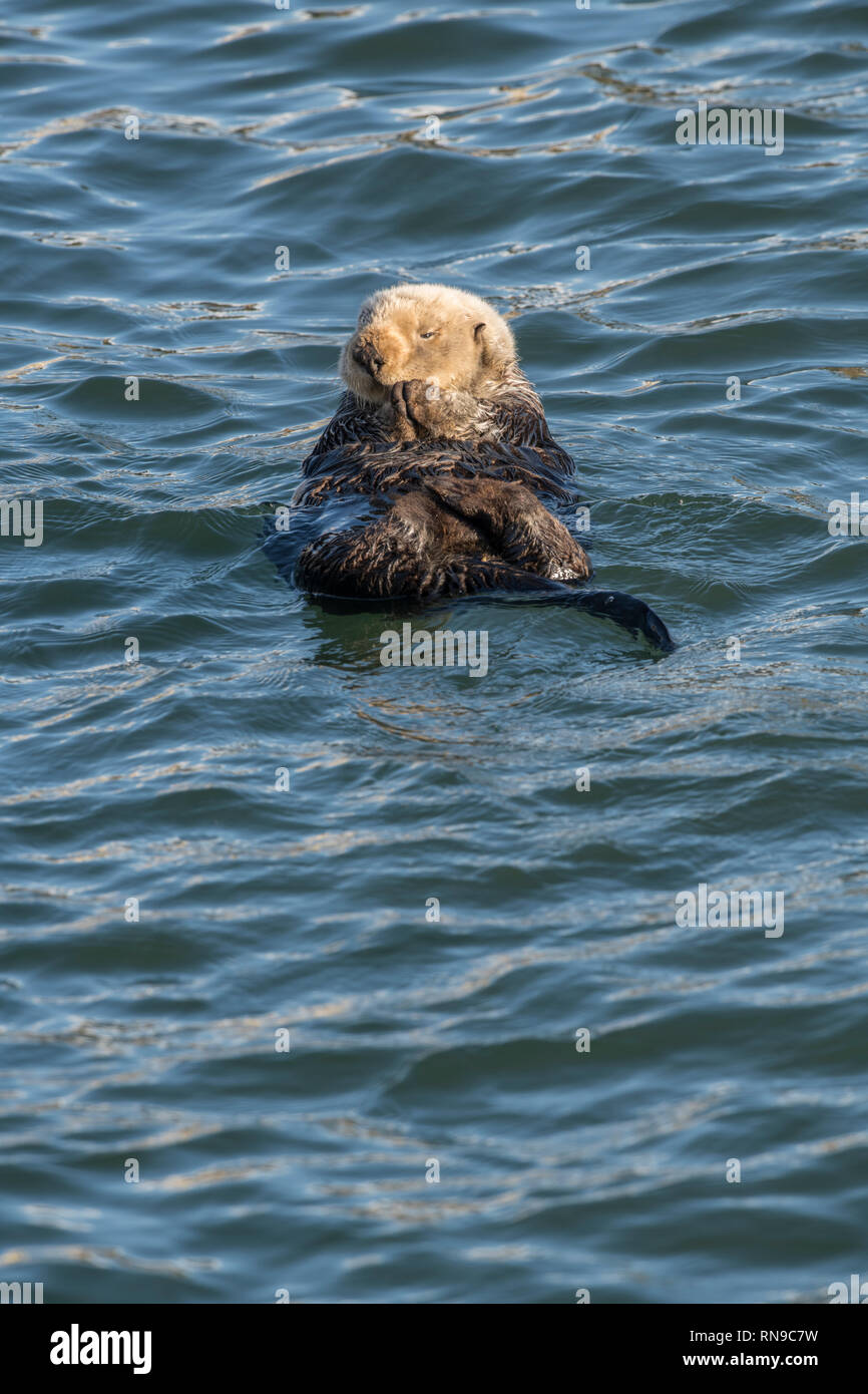 California sea otter Stock Photo - Alamy