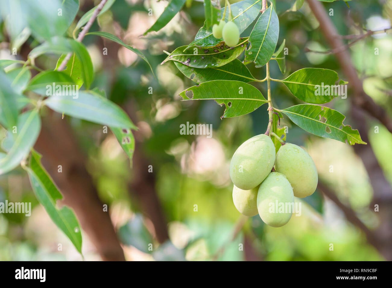 Closeup of green marian plum (maprang)hanging,marian field,marian farm ...