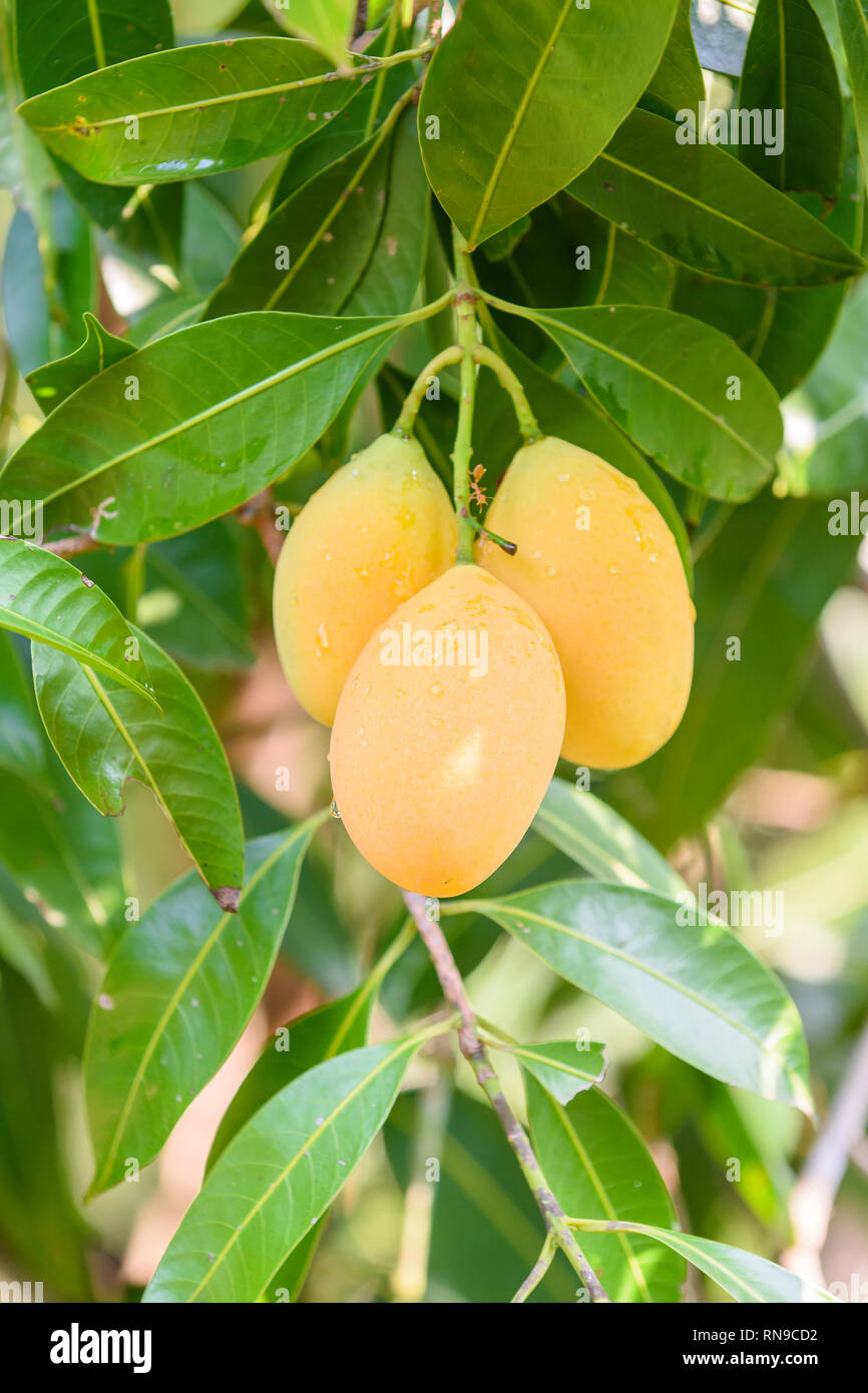 Closeup of yellow marian plum (maprang)hanging,marian field,marian farm ...