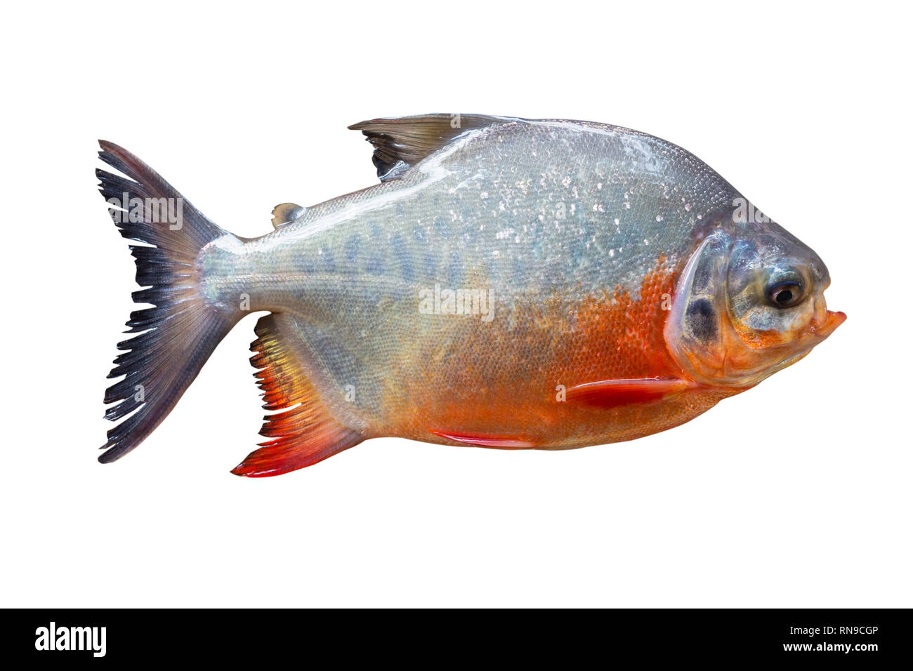 Pompano isolate on white background Stock Photo - Alamy