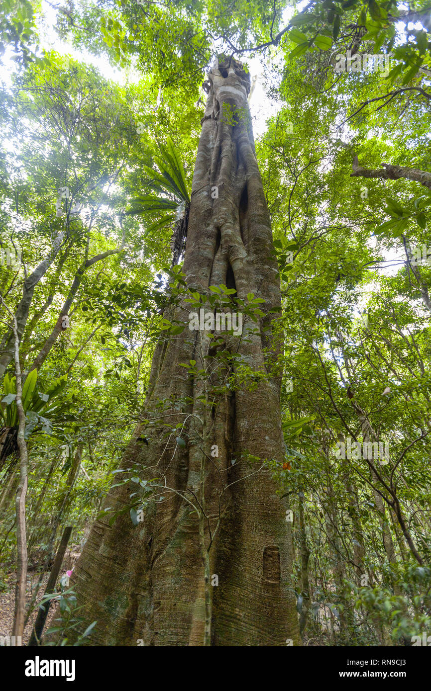 Tall strangler fig tree in the jungle Stock Photo - Alamy
