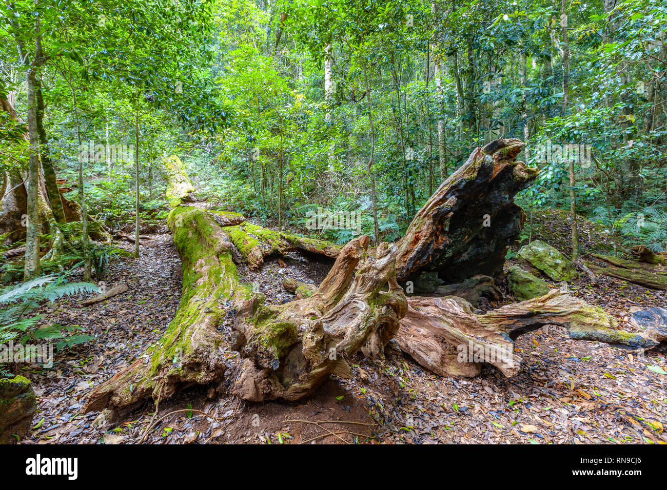 Fallen tree covered with moss in a beautiful lush wild rainforest Stock ...