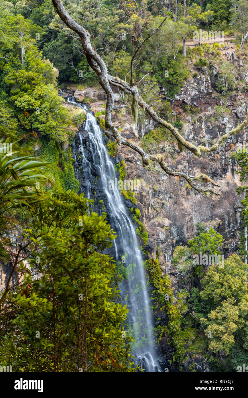 Morans Falls - beautiful tall waterfall in Lamington National Park ...