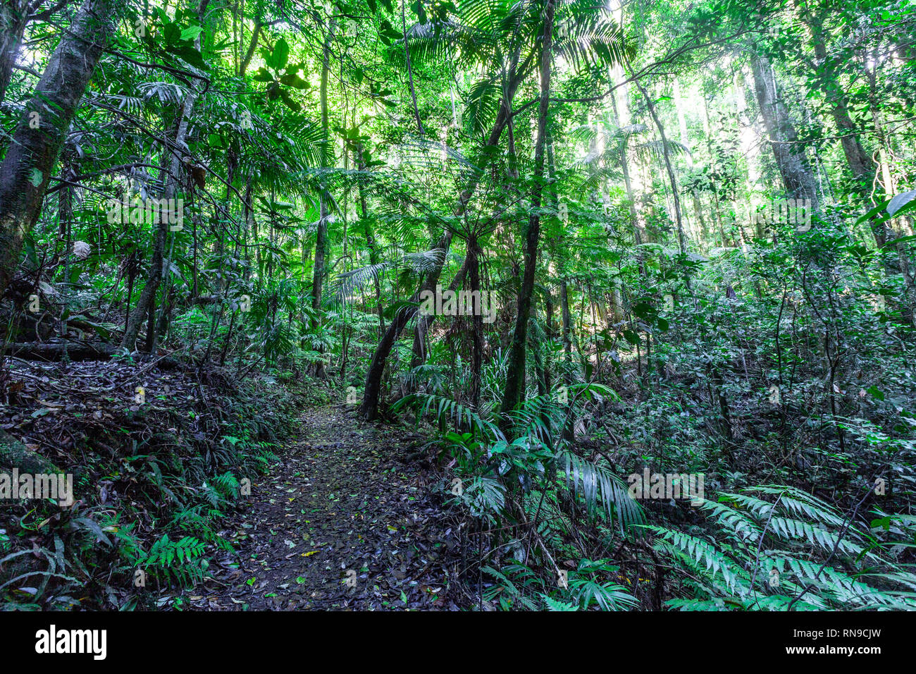 Walking trail in a cool eucalypt forest of Springbrook National Park ...