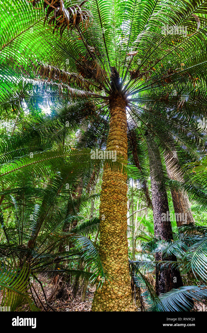 Looking up at tall tree fern in a rainforest Stock Photo - Alamy