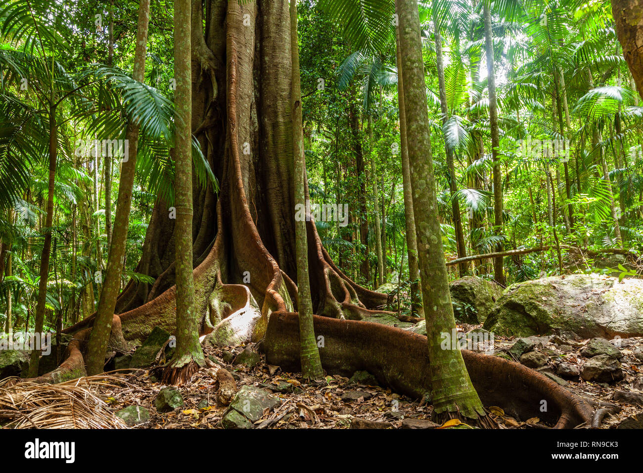 Fig tree with long roots system in wild natural rainforest in ...