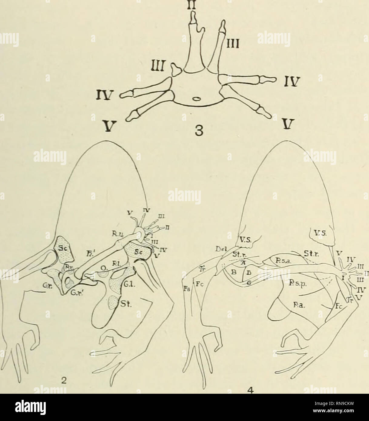 . The Anatomical record 1922-1923. Anatomy. AXATOMY OF FIVE LEGGED FROG ...