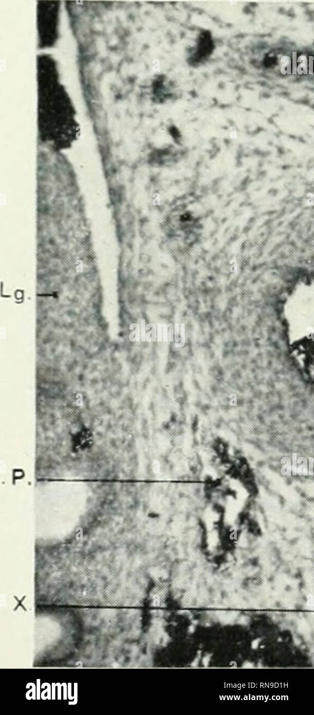 . The anatomical record. Anatomy; Anatomy. Fig. o Drawing of a locoii ...