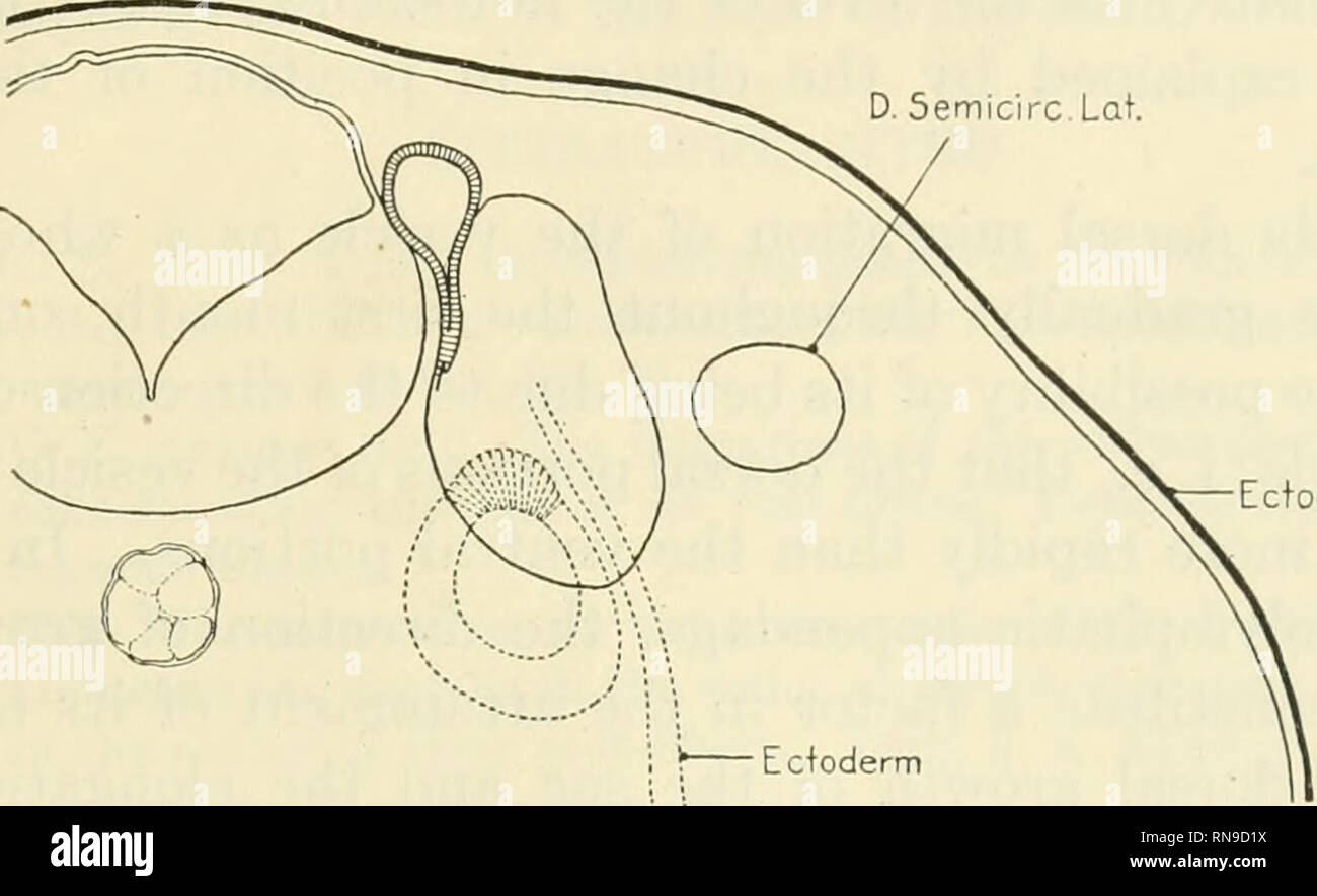 . The anatomical record. Anatomy; Anatomy. MIGRATION^—EAR VESICLE IN ...