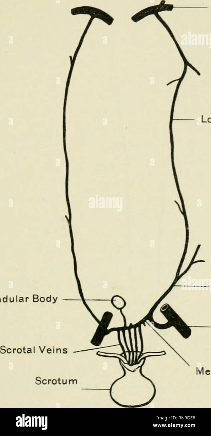 Tributaries of femoral vein hi-res stock photography and images - Alamy