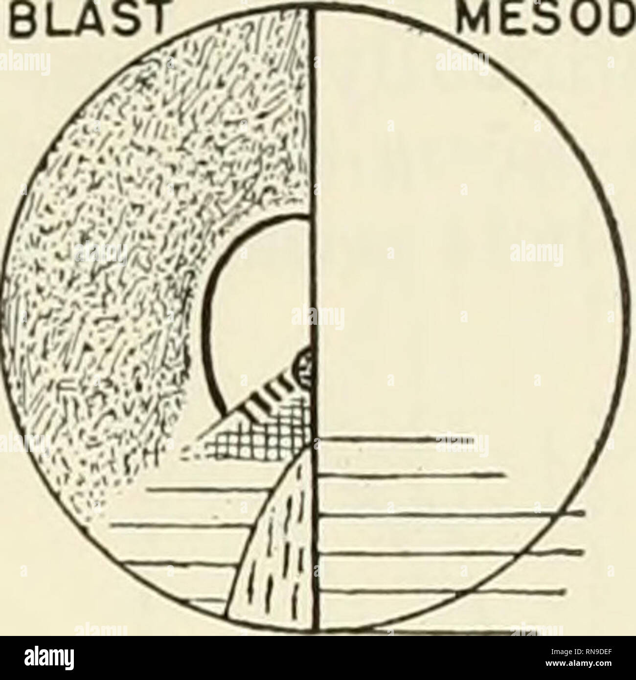 . Analysis of development. Embryology; Embryology. HYPOBLAST ...