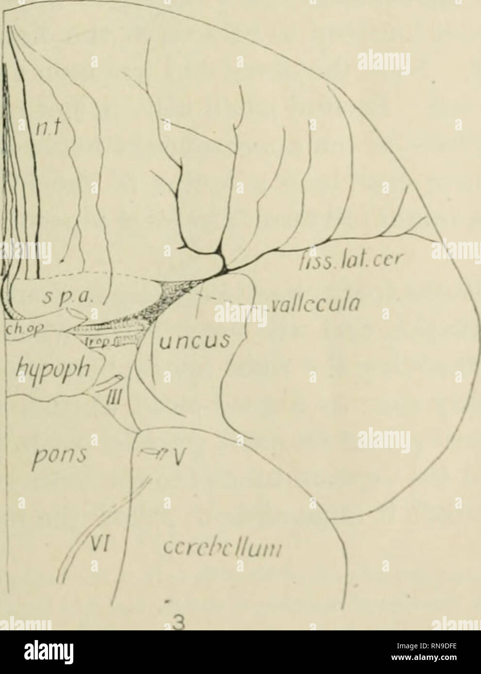 . The anatomical record. Anatomy; Anatomy. bulb olf. tr olftned ...