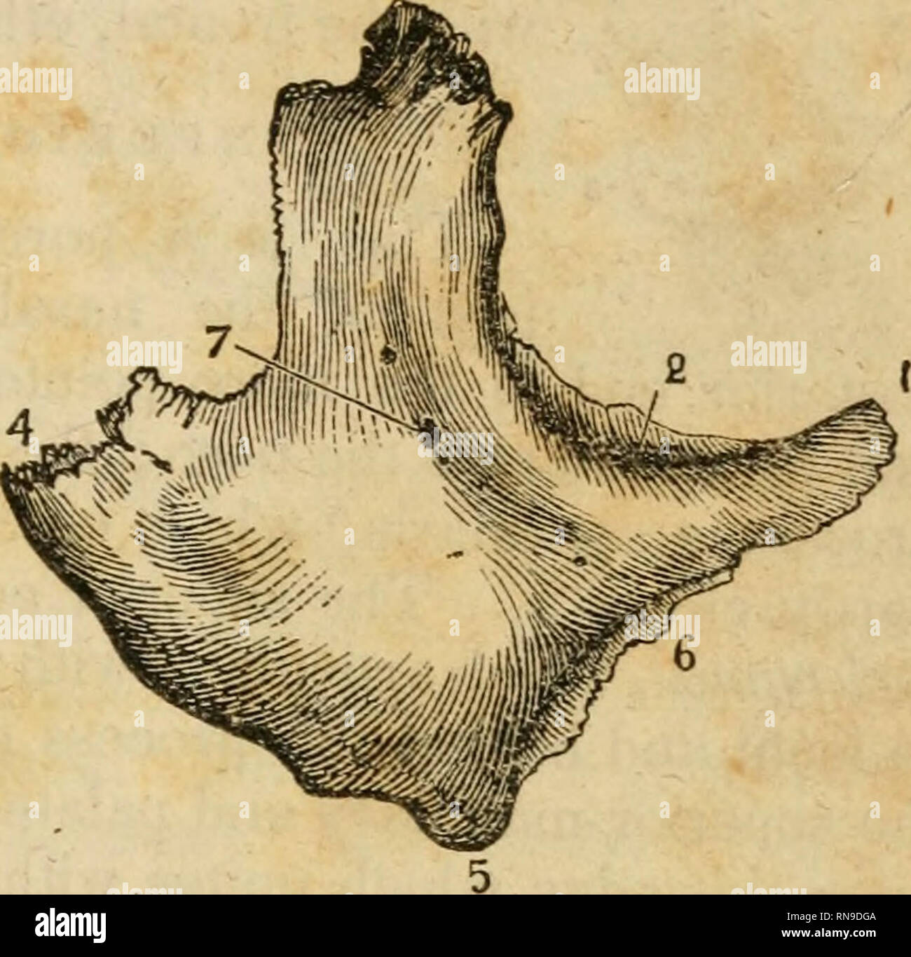 . An analytical compendium of the various branches of medical science ...