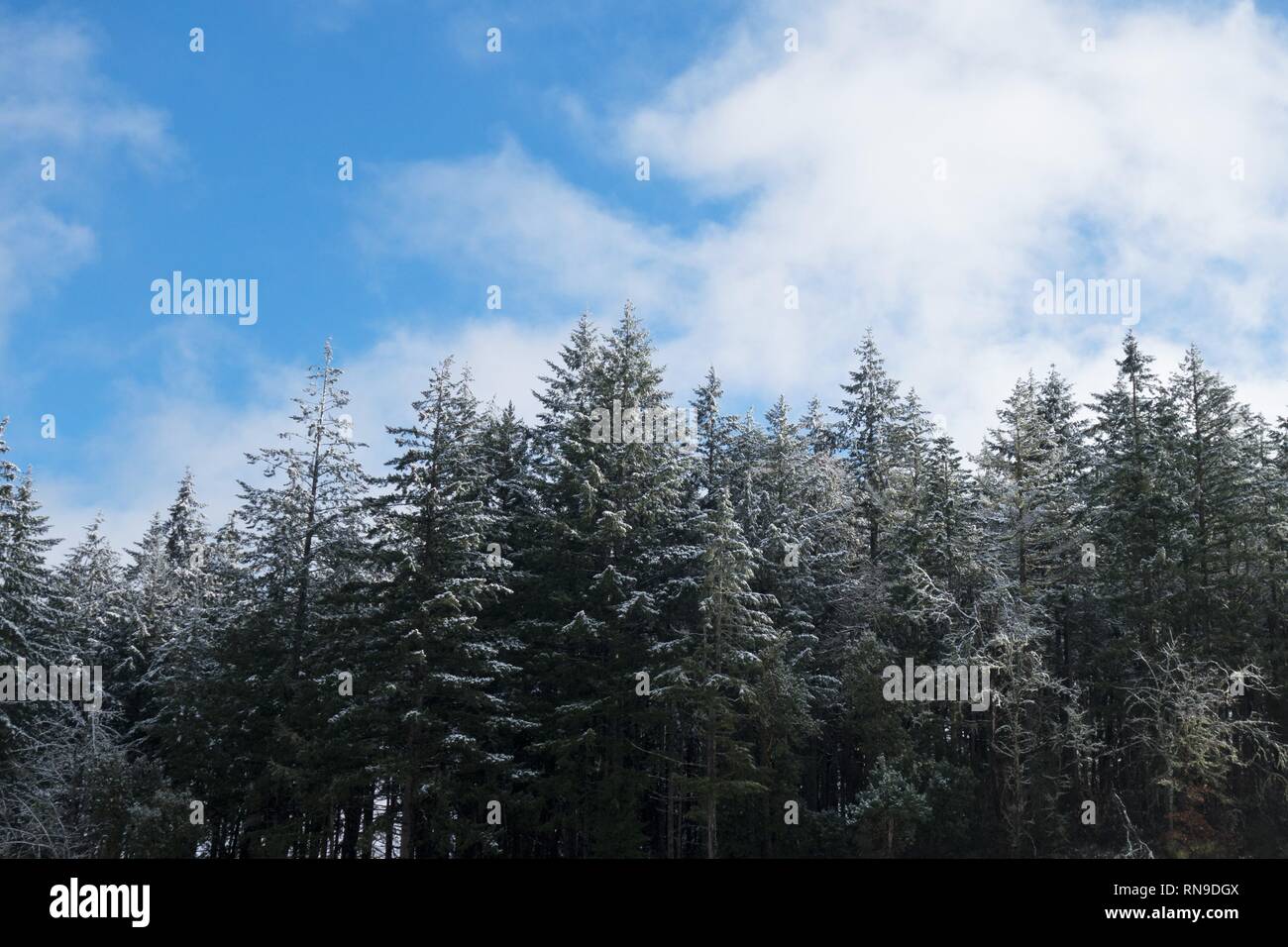 Snow covered trees in Eugene, Oregon, USA Stock Photo - Alamy