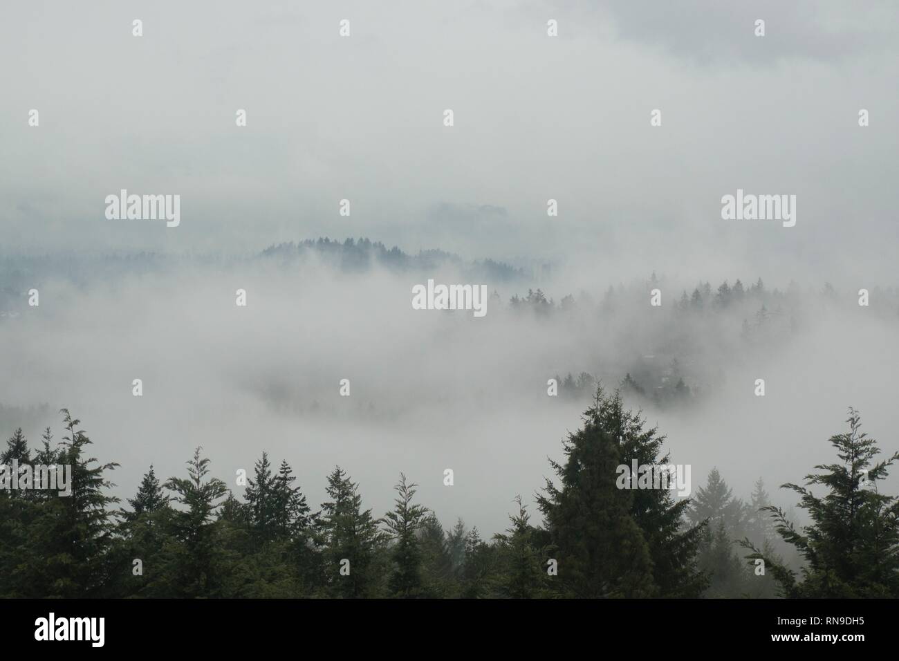 Tree tops shrouded in mist hi-res stock photography and images - Alamy