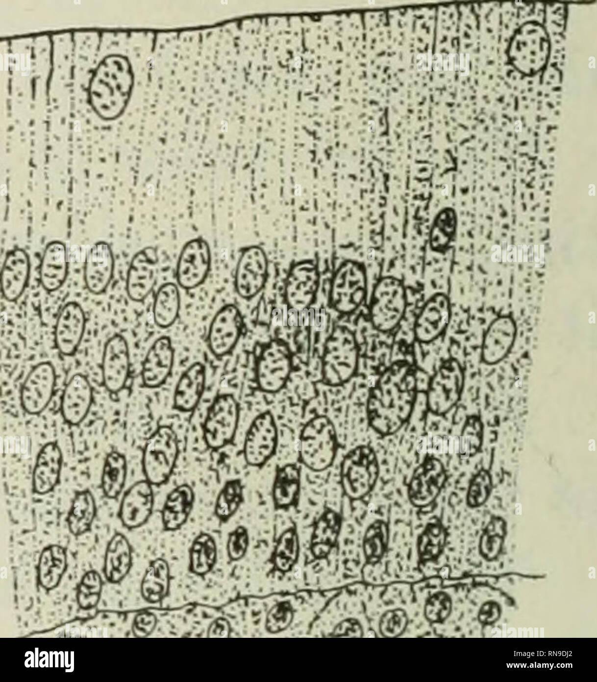 . The anatomical record. Anatomy; Anatomy. «® 19 Fig. 18 A transseetion ...