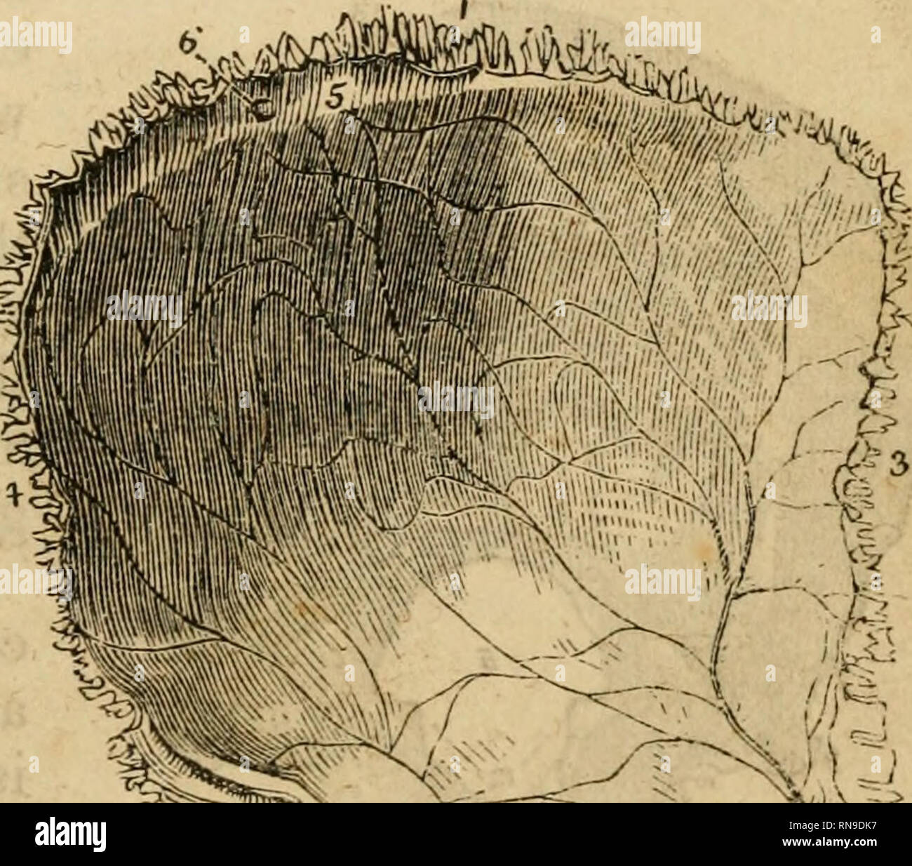 . An analytical compendium of the various branches of medical science ...