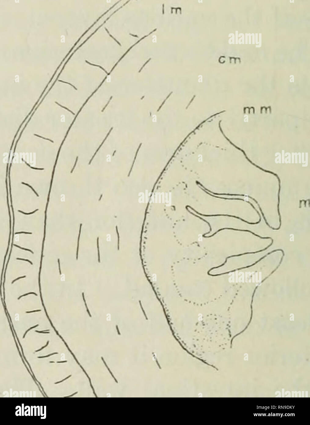 . The anatomical record. Anatomy; Anatomy. 14 y 15 Fig. 14 An outline ...