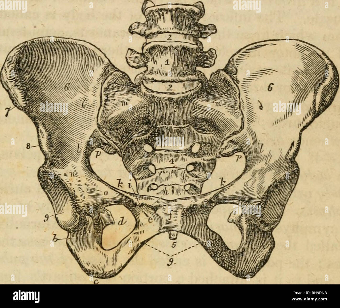 Hip bones forming the pelvis hi-res stock photography and images - Alamy