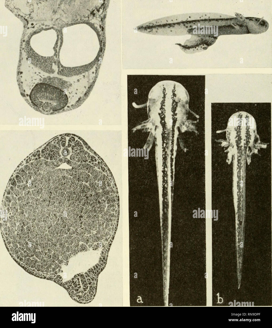 . Analysis of development. Embryology; Embryology. 268 Fig. 103 ...