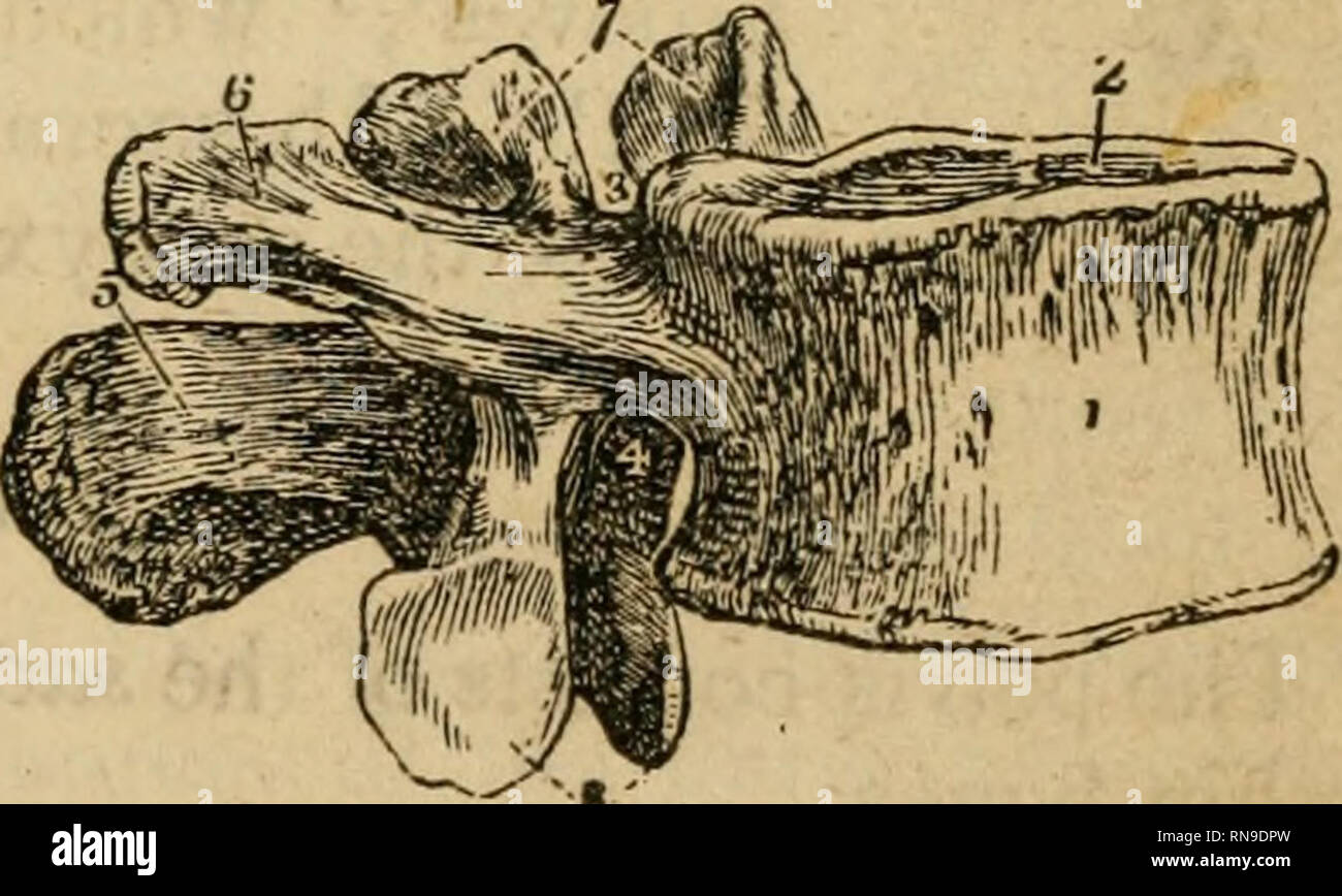 Foramen intervertébral hi-res stock photography and images - Alamy