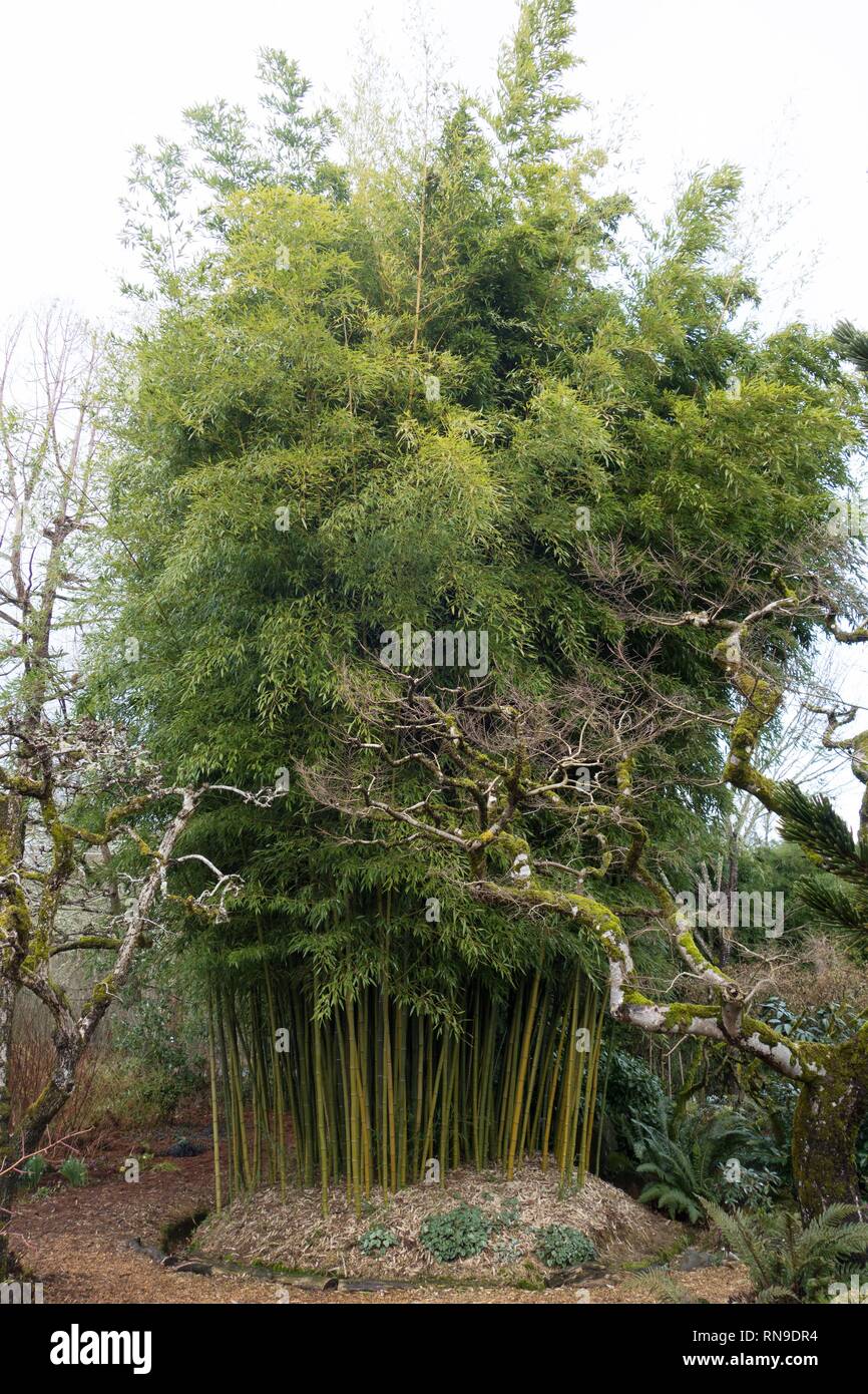 Tall Garden Plants High Resolution Stock Photography and Images - Alamy