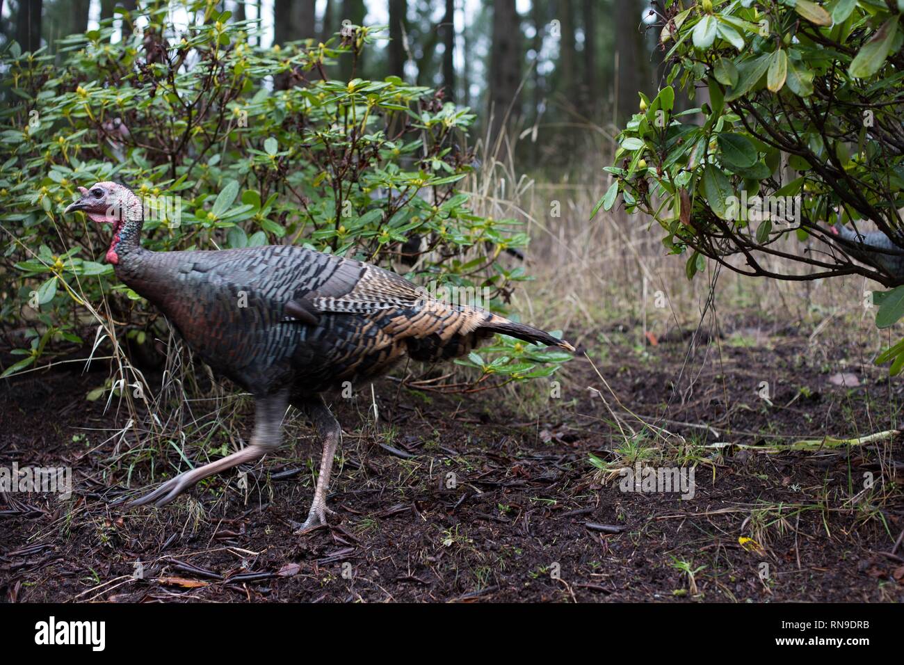 A wild turkey, in Eugene, Oregon, USA Stock Photo - Alamy