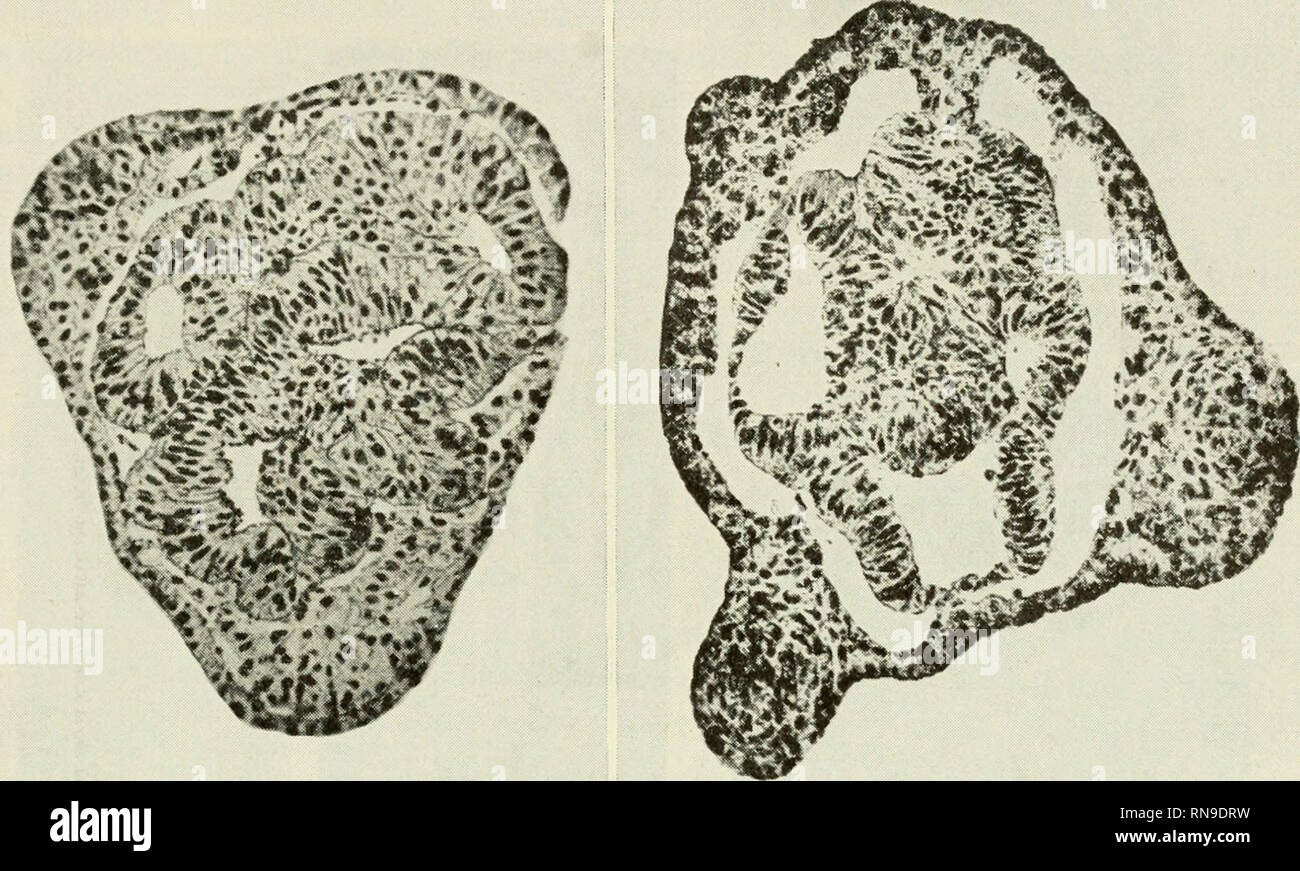 . Analysis of development. Embryology; Embryology. Amphibians 267 duced ...