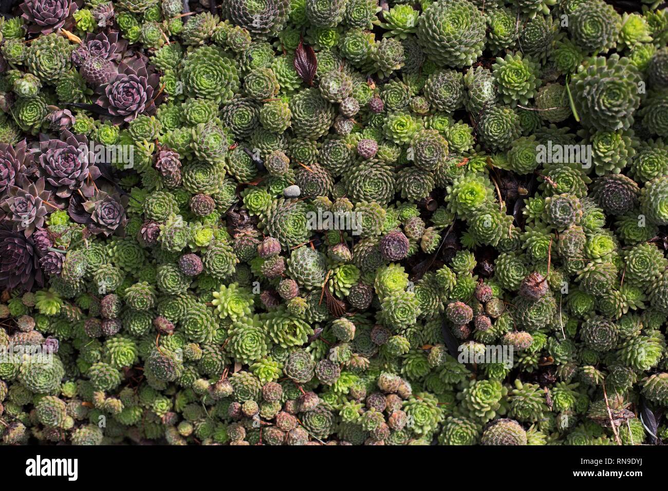 Hen and chicks succulents hi-res stock photography and images - Alamy