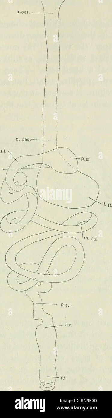 Sections small intestine hi-res stock photography and images - Alamy