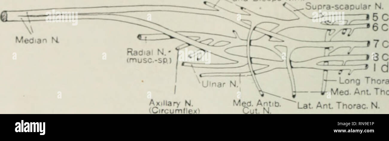 . The anatomical record. Anatomy; Anatomy. 12 J. PARSONS SCHAEFFER AM ...