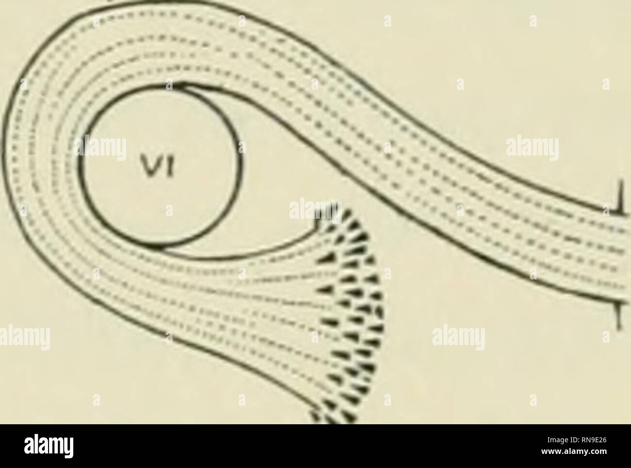 . The anatomical record. Anatomy; Anatomy. The Anatomical Eecord. 115 ...