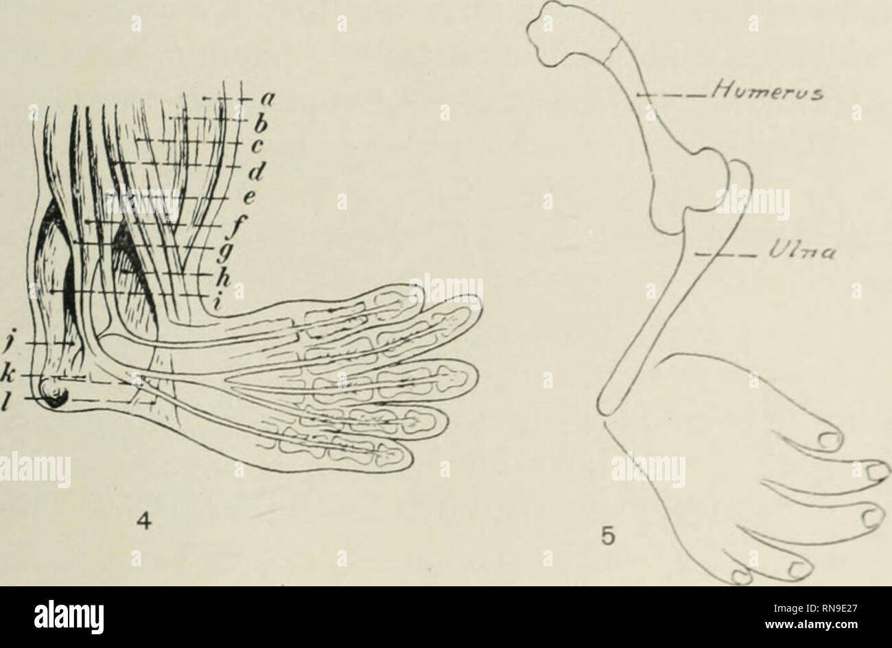 Dorsum of the hand hi-res stock photography and images - Alamy