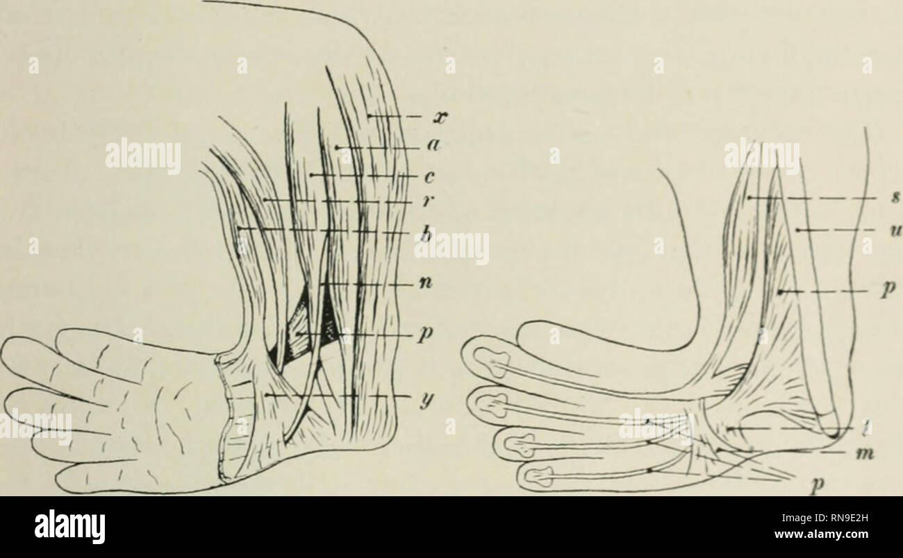 . The anatomical record. Anatomy; Anatomy. COMPLETE BILATERAL ABSEN'CE ...