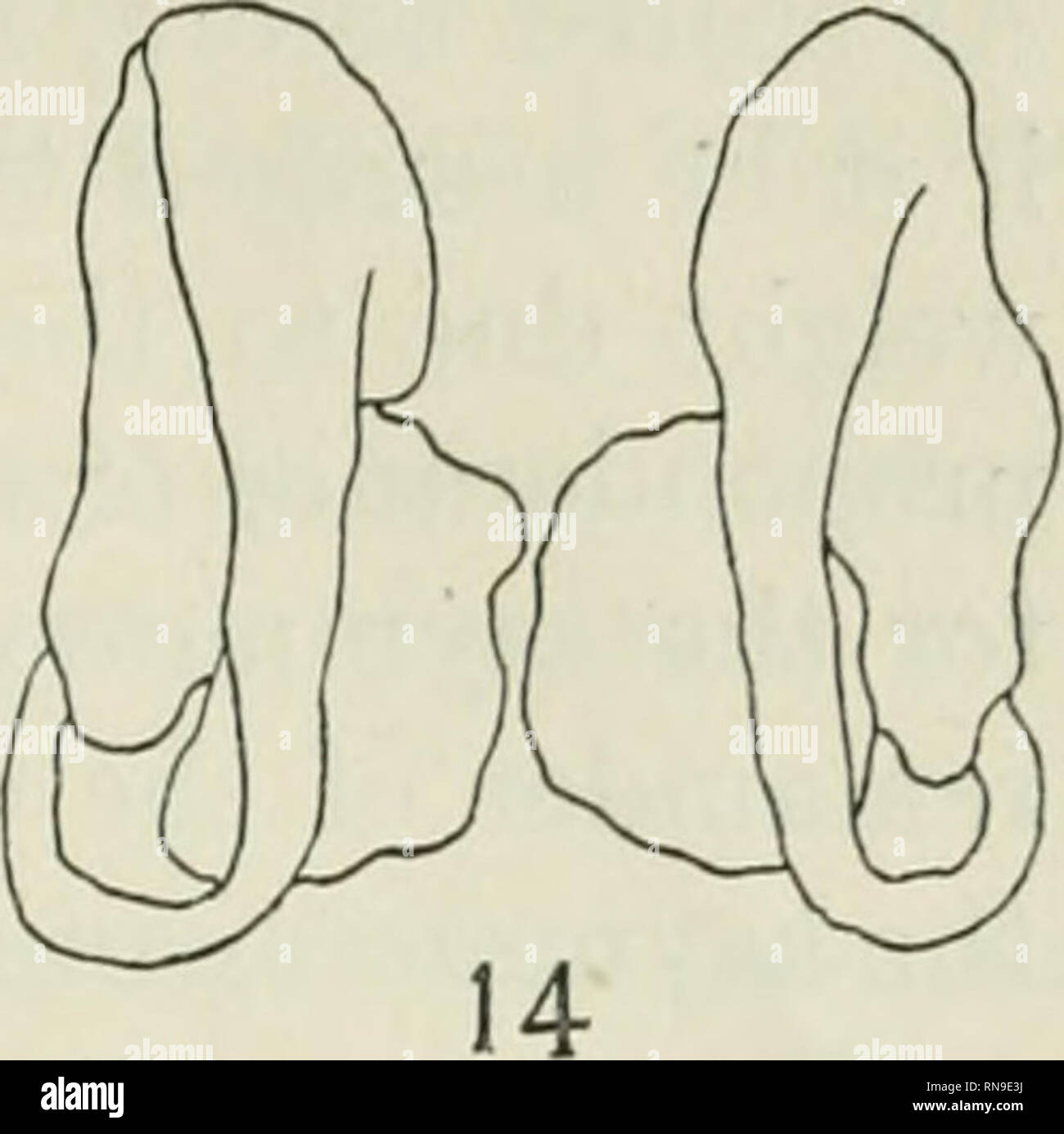 Nucleus caudatus hi-res stock photography and images - Alamy