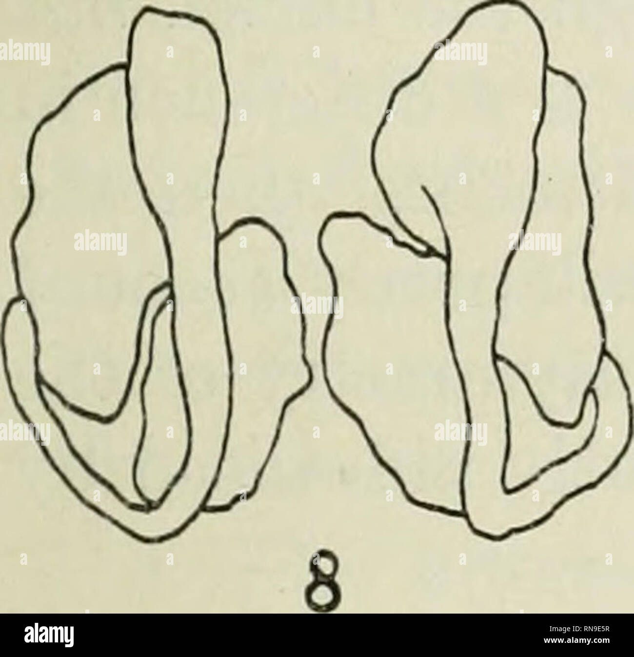 Basal volume hi-res stock photography and images - Alamy