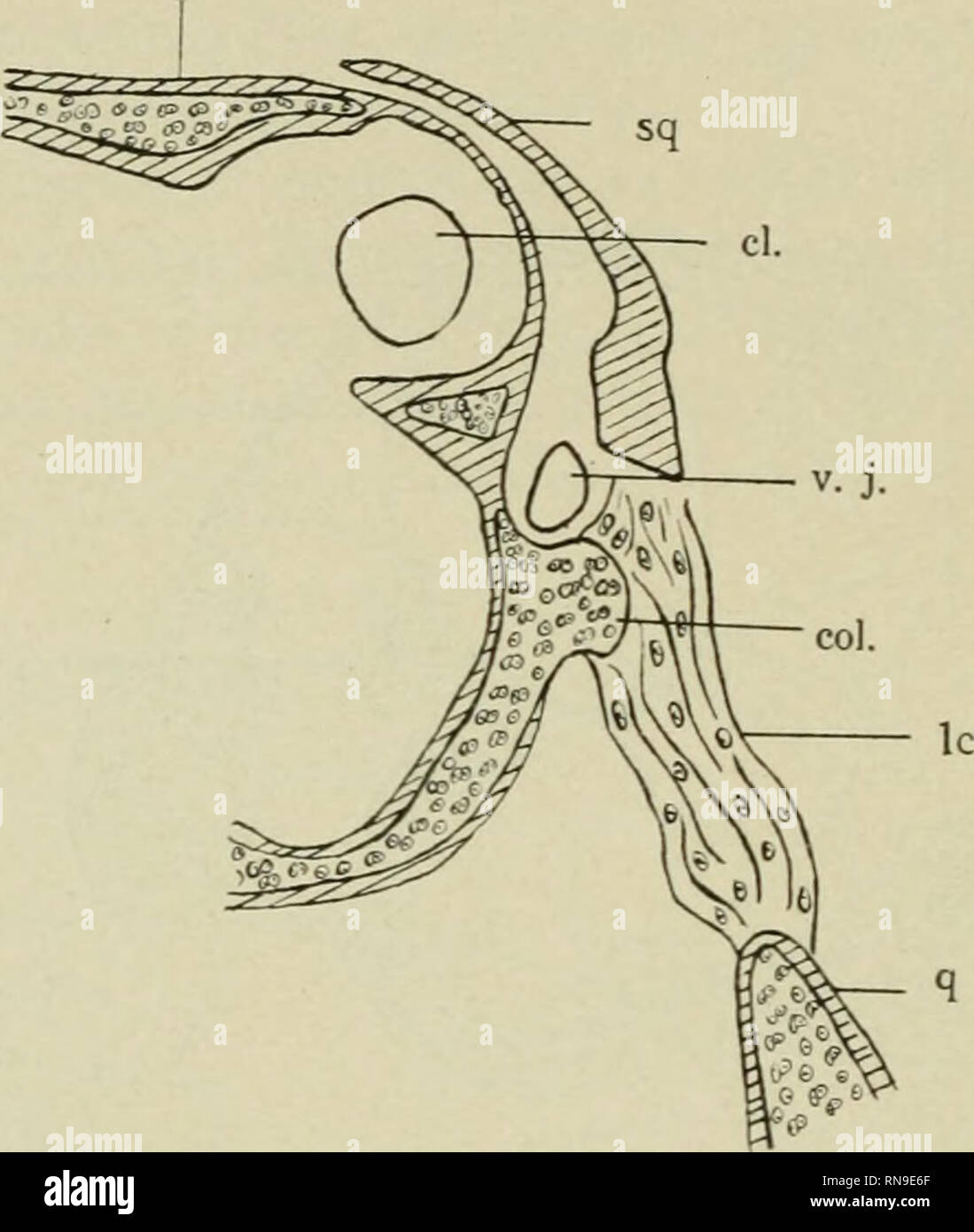 . The anatomical record. Anatomy; Anatomy. 88 The Auatomical Eecord ...