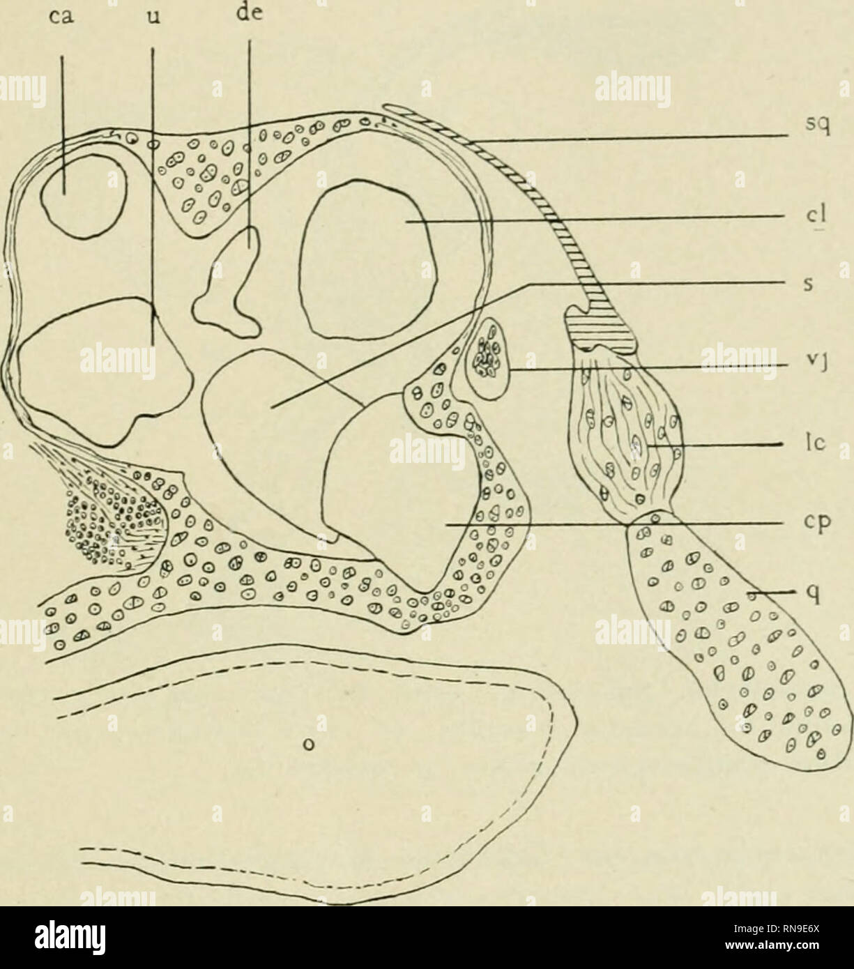 . The anatomical record. Anatomy; Anatomy. The Anatomical Eecord. 87 ...