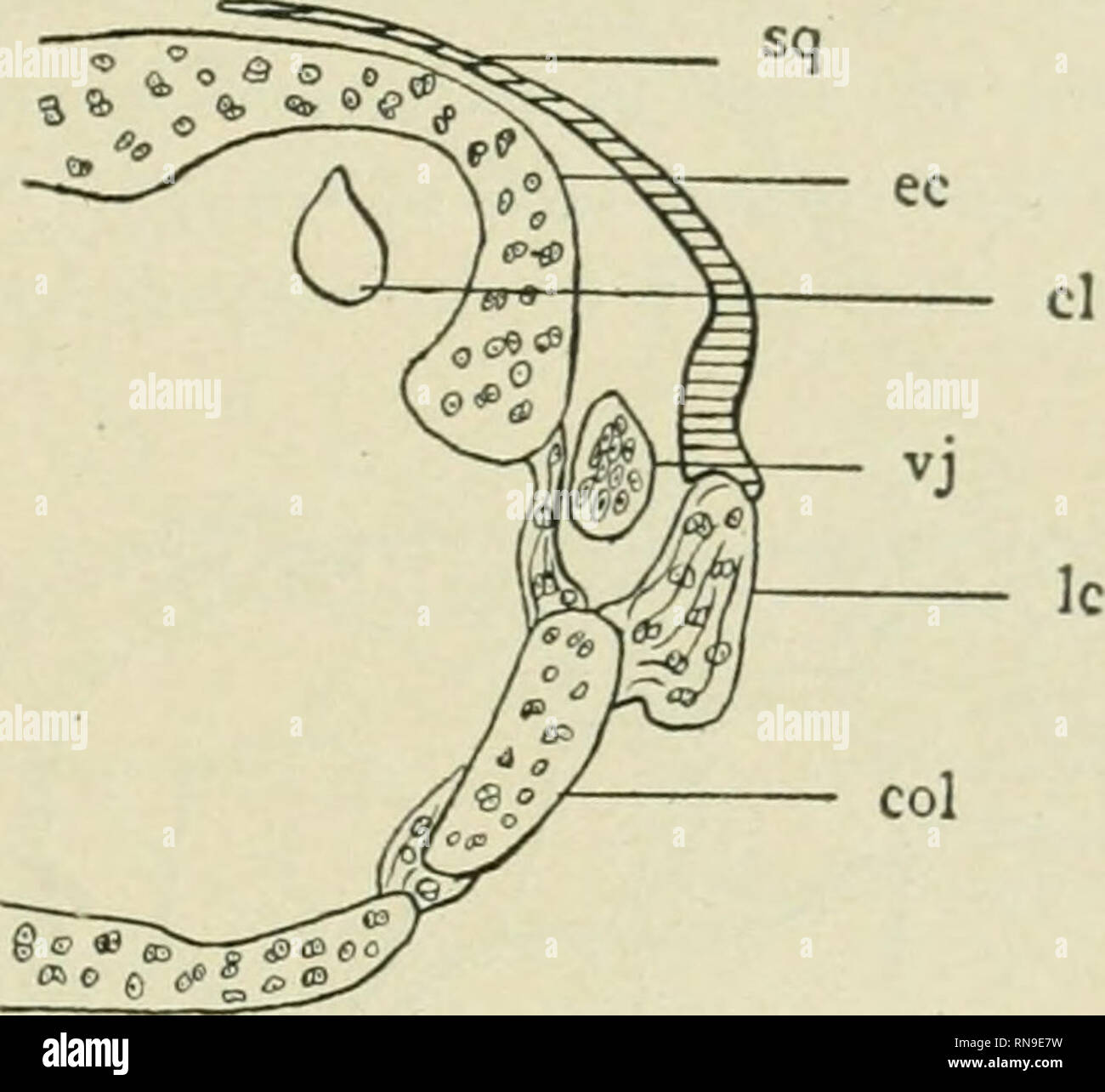 Squamoso hi-res stock photography and images - Alamy