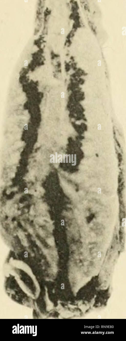 . Anatomical and physiological studies on the growth of the inner ear ...