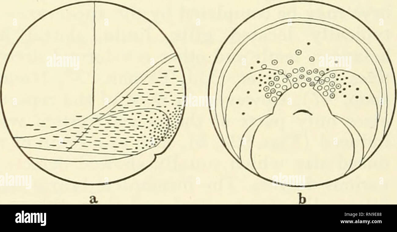 Embryonic Induction Diagram