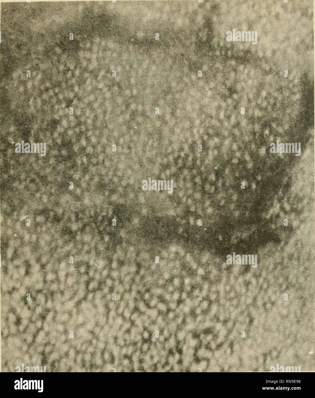 Wistar rat hi-res stock photography and images - Alamy