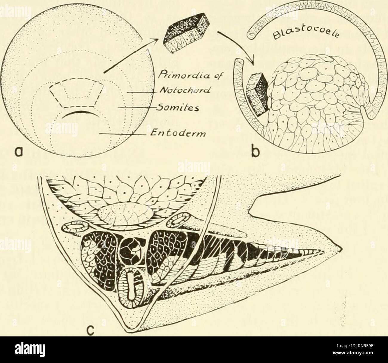 . Analysis of development. Embryology; Embryology. 244 Embryogenesis ...