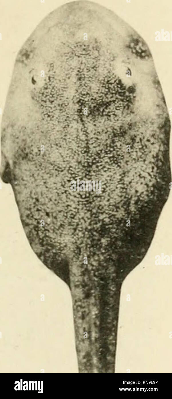 Wistar rat hi-res stock photography and images - Alamy