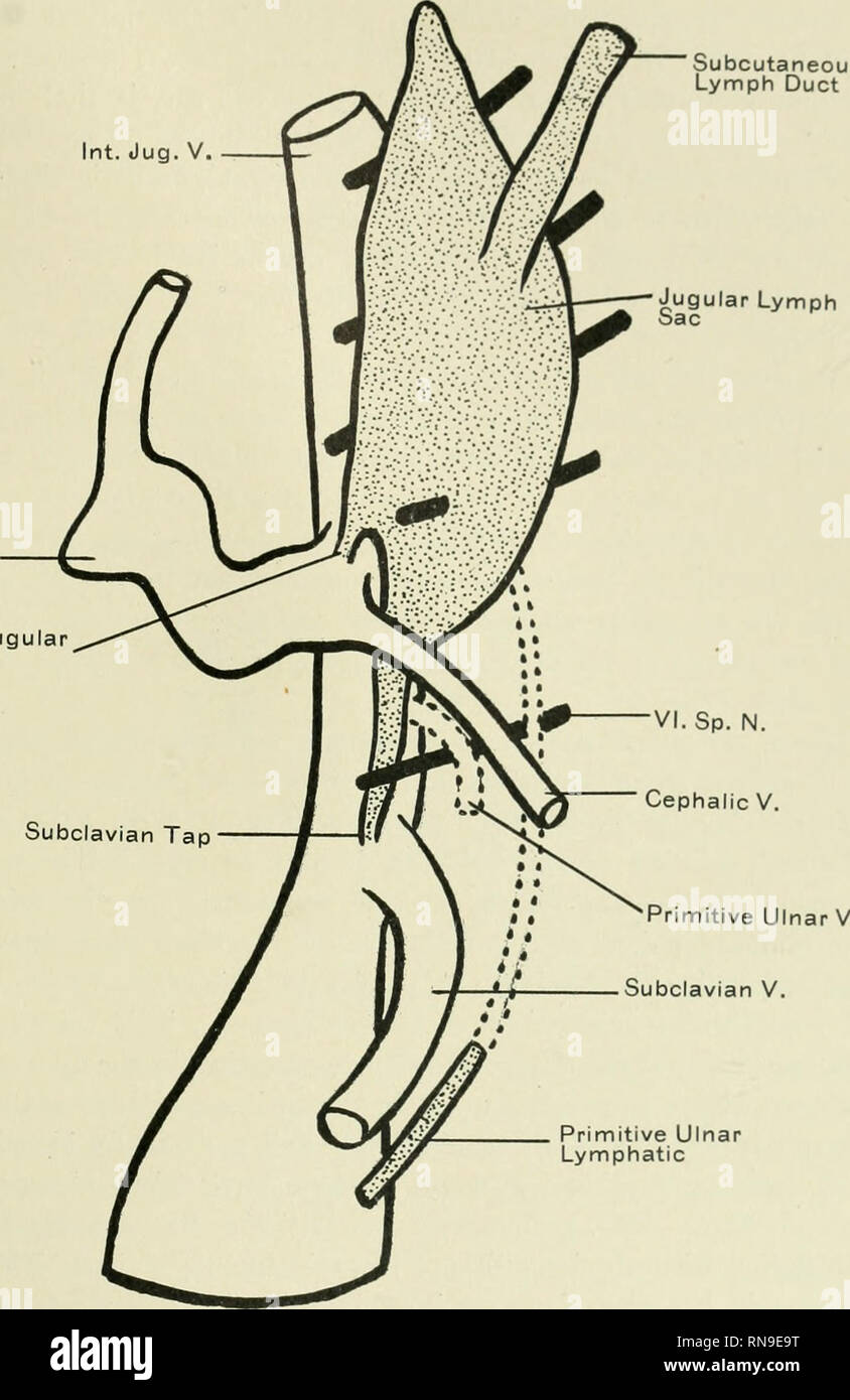 . The anatomical record. Anatomy; Anatomy. The Anatomical Record. 15 ...
