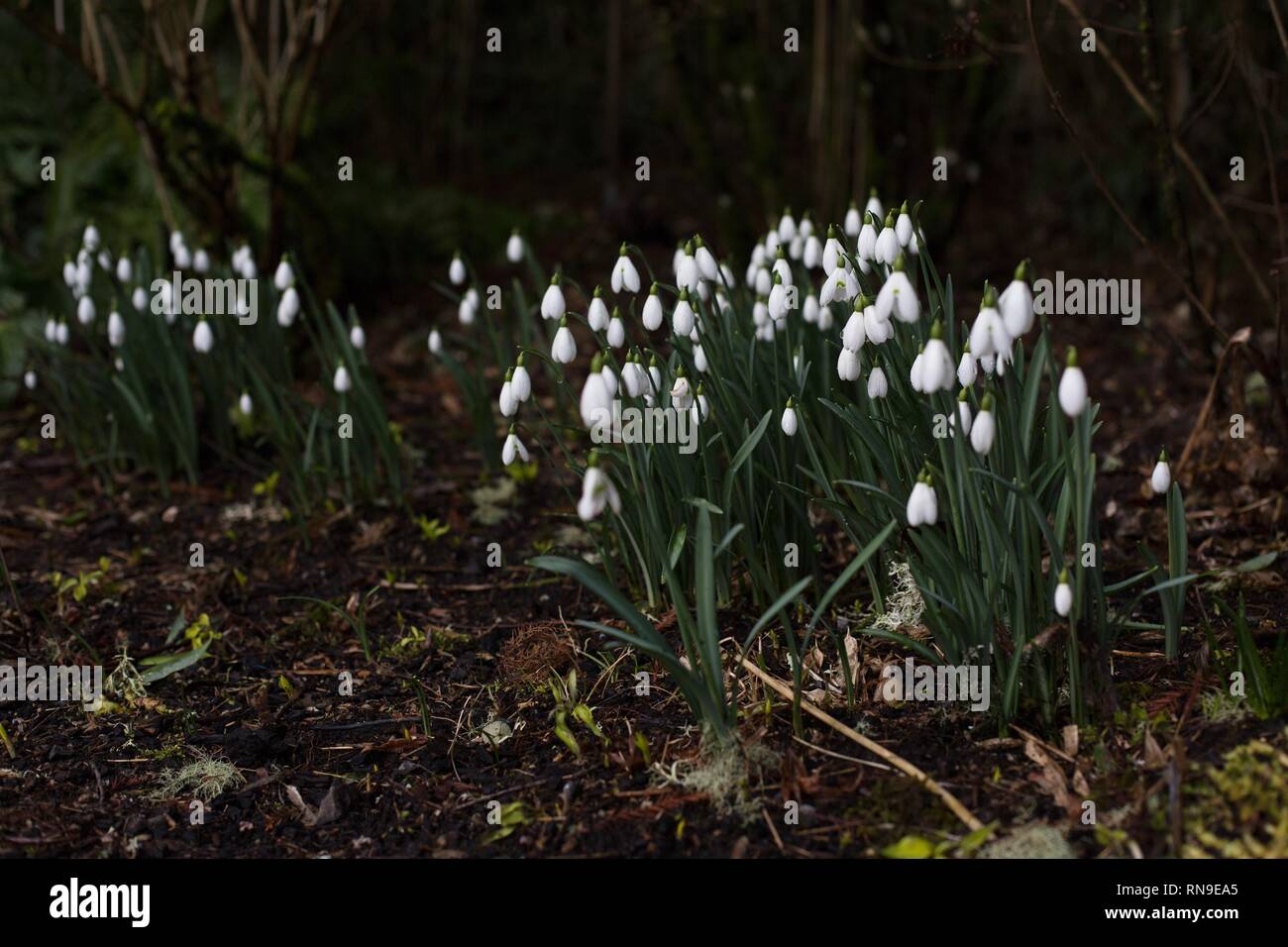 Snowdrop flowers (Galanthus Stock Photo - Alamy