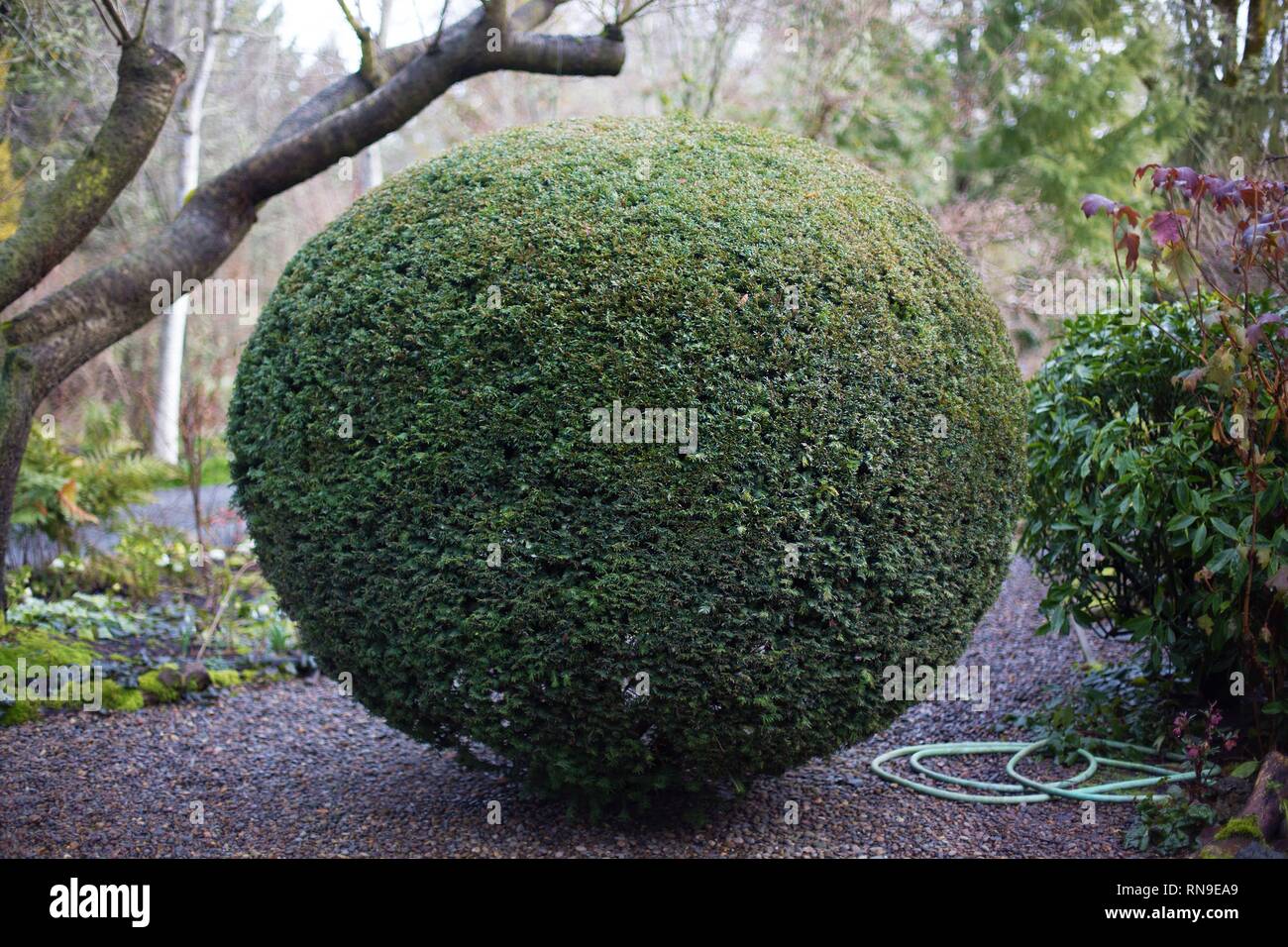 Perfect shrub hi-res stock photography and images - Alamy