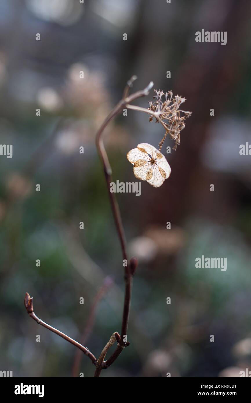 A single, dry, dead flower on a dry stem Stock Photo - Alamy