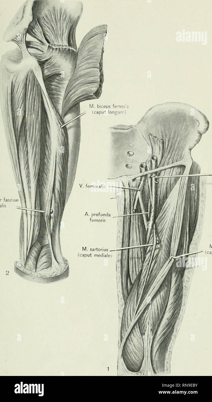 . The anatomical record. Anatomy; Anatomy. MUSCLE ANOMALIES OF THE ...