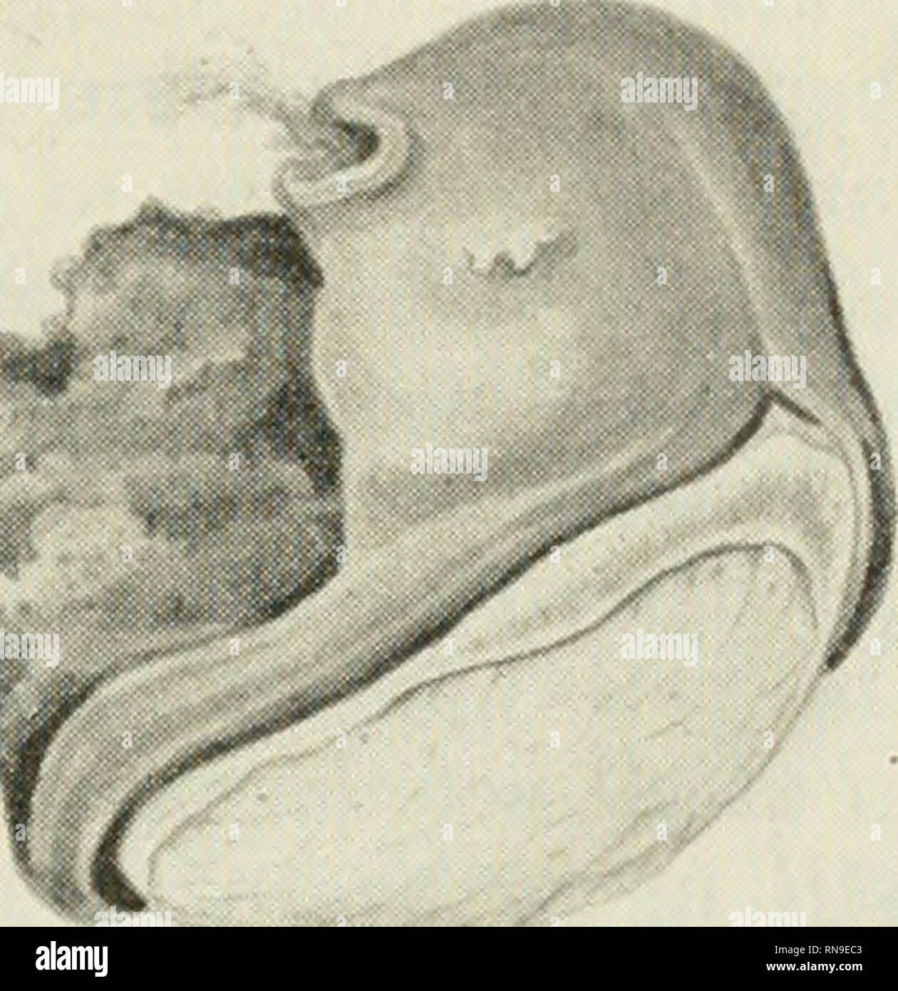 Cyclopia hi-res stock photography and images - Alamy